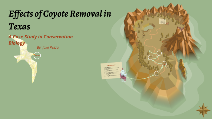 Effects of Coyote Removal in Texas by Jake Pezza on Prezi