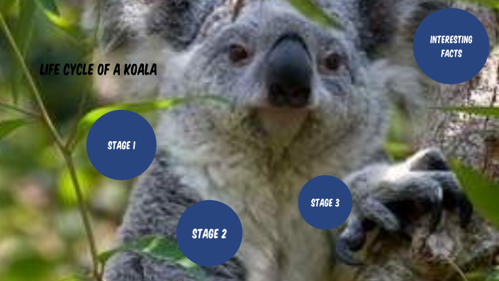 life cycle of a koala by liam b on Prezi