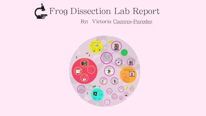 Frog Dissection Lab Report by Victoria Caceres-Paredes