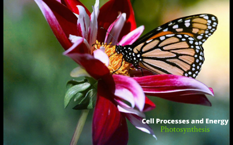 Chapter 2, Section 1: Photosynthesis by Rozina Jaser on Prezi