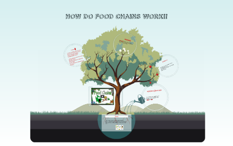 How do food chains work? by ali oush on Prezi