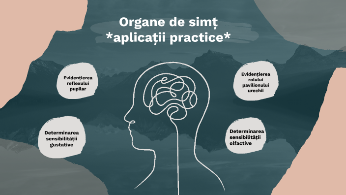 proiect bio-organe de simt by Andreea Szocs on Prezi