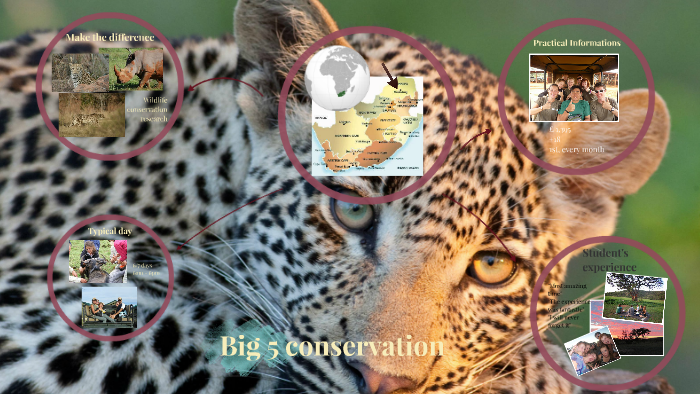 Big 5 conservation by Alice LARCHET on Prezi