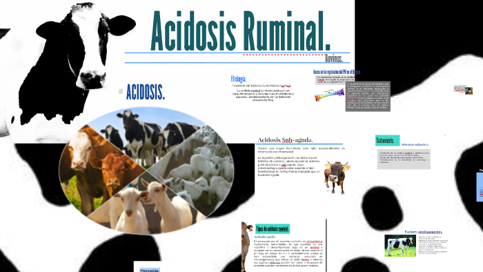 Acidosis ruminal. by Brenda Lizeth Martinez Hernandez on Prezi