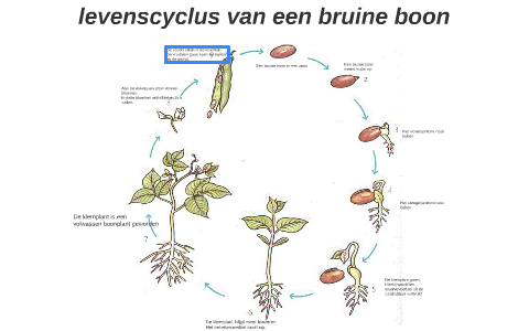 levenscyclus van een bruine boon by Stephanie Koot on Prezi