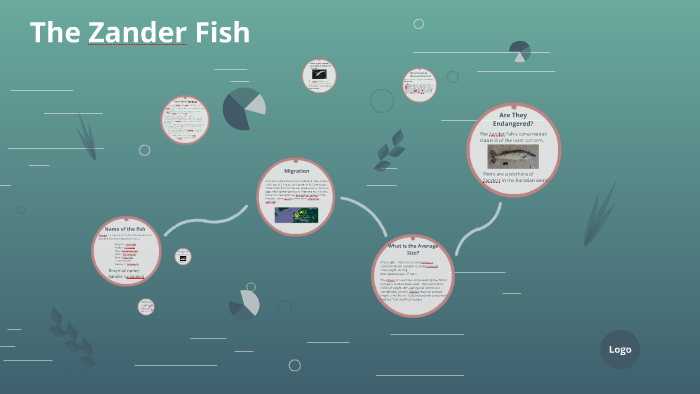 The Zander Fish by sam melendez on Prezi