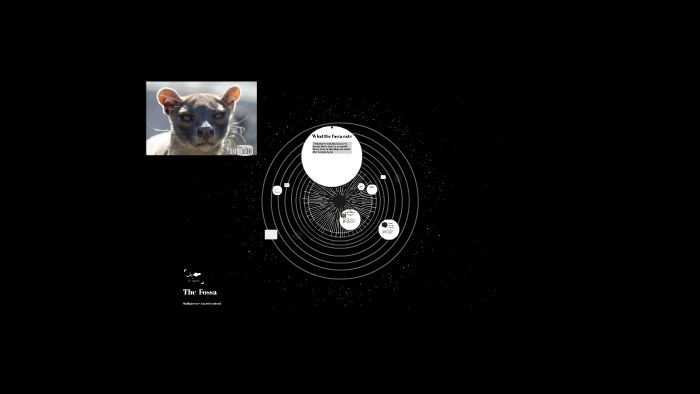 The wonderous fossa by Rhyian Singleton on Prezi