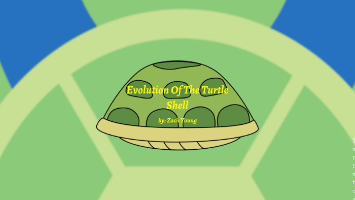 The evolution of the turtle shell by zach young on Prezi