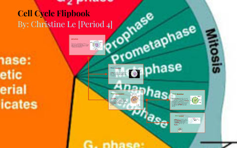 Cell Cycle Flipbook by Christine Le on Prezi