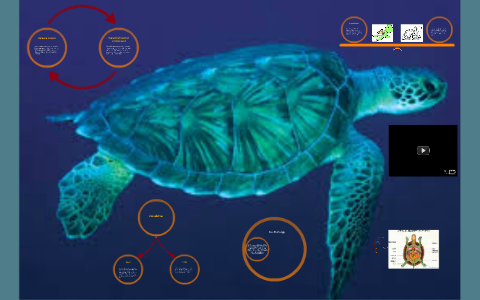 Digestive System by Boaz Kelson on Prezi