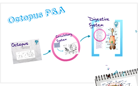 Octopus Anatomy & Physiology by Amanda Mages on Prezi
