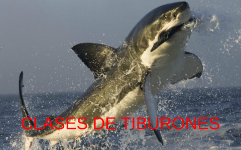 CLASES DE TIBURONES by patricia hernandez porras on Prezi