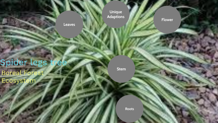 Spider Legs Tree by Easton Kitura on Prezi