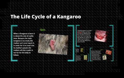 The Life Cycle of a Kangaroo by Ben Lynch on Prezi