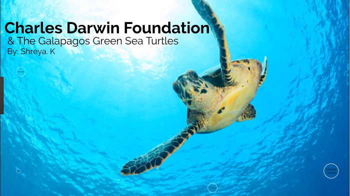 The Charles Darwin Foundation And Green Sea Turtles by Shreya Koppula ...