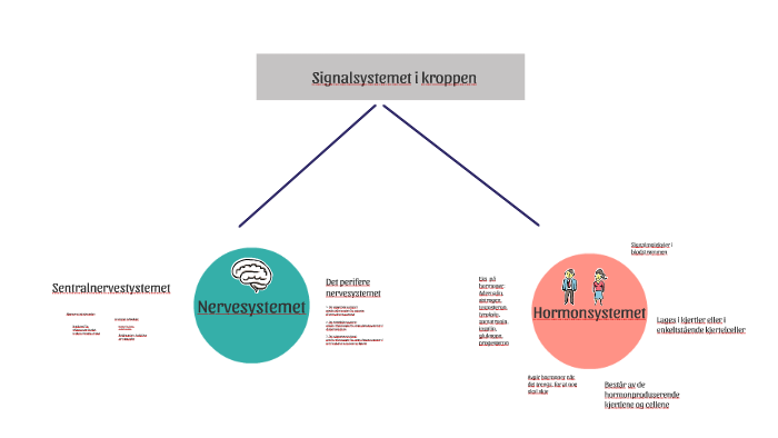 Signalsystemet i kroppen by Tuva Sørum on Prezi