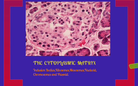 The Cytoplasmic Matrix by Prabal Mohan on Prezi