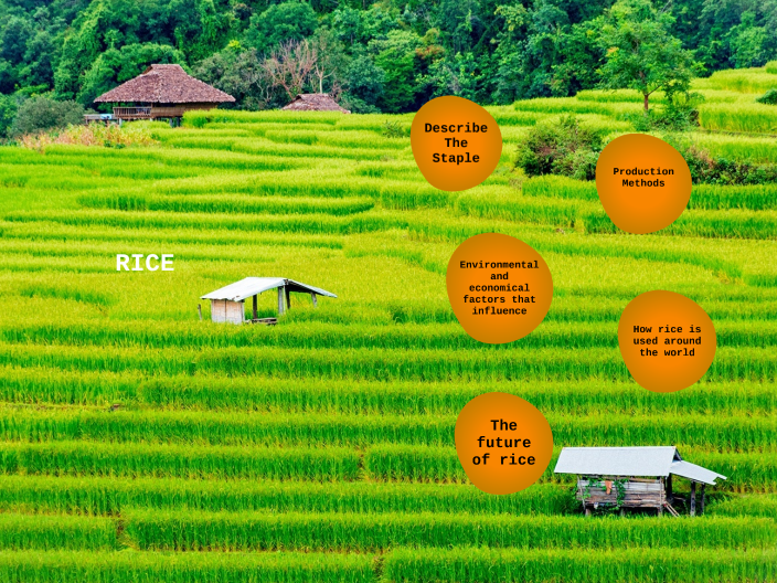 Rice presentation by Angus Stuart on Prezi