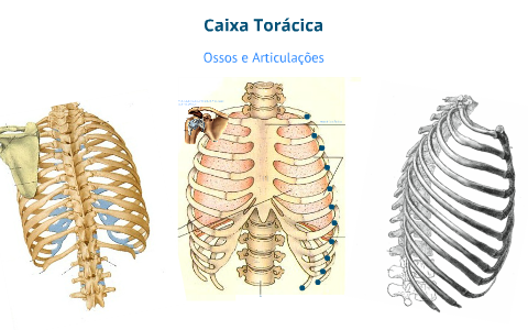 Ossos Da Caixa Toracica Anatomia Dos Ossos Da Escápula E Da Coluna