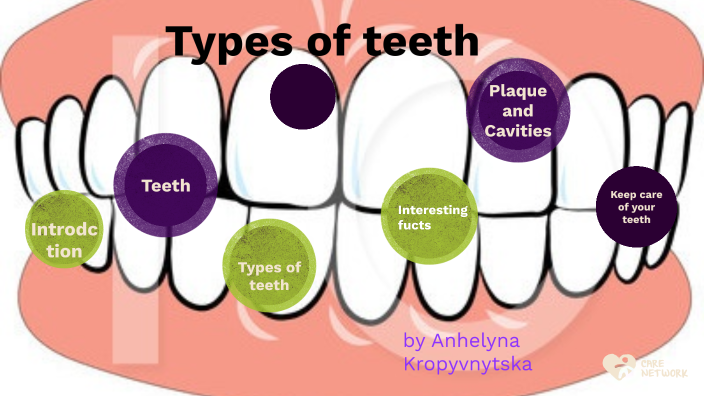 Types of teeth by Anhelyna Kropyvnytska on Prezi