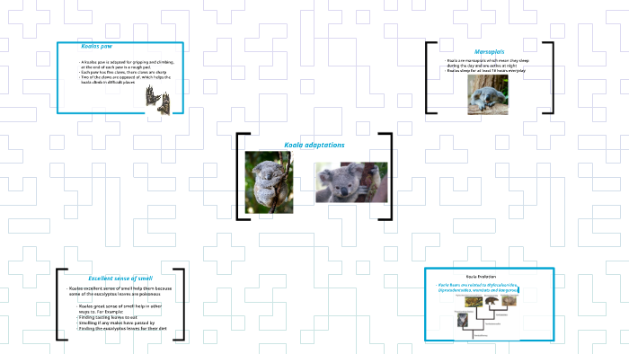 Koala adaptations by Alaina Diaz