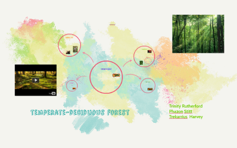 Temperate-Deciduous Forest Biome Project by Trinity Rutherford on Prezi