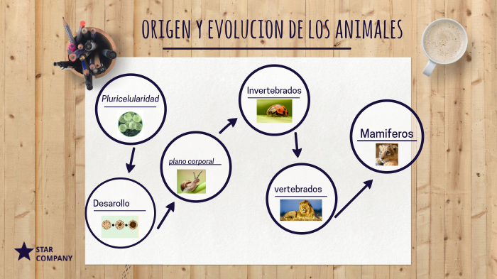 origen y evolución de los animales by juan david olaya adames on Prezi