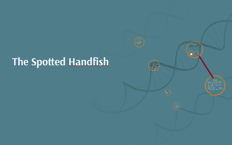 The Spotted Handfish by kirra right on Prezi