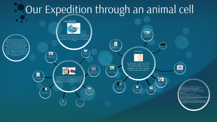 Our Expedition through an animal cell by Kate Majewski on Prezi
