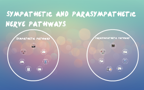 Sympathetic and Parasympathetic Nerve Pathways by Brooke Easter on Prezi