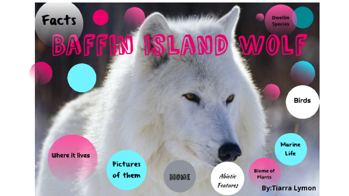 Baffin Island Wolf by Tiarra Lymon on Prezi