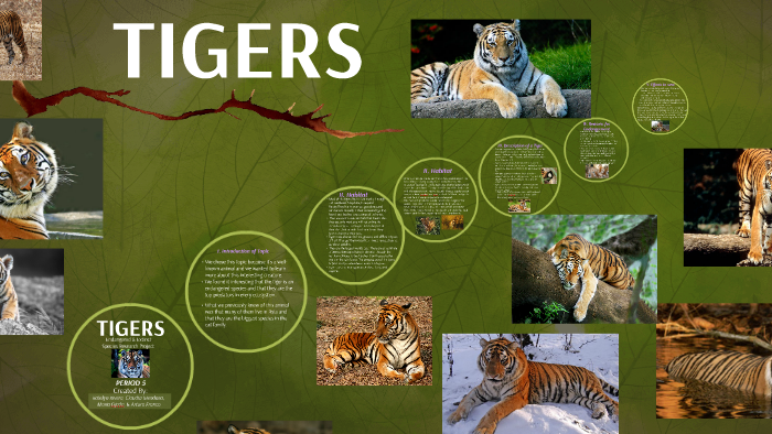 Tigers : Endangered & Extinct Species Research Project by Maria ...
