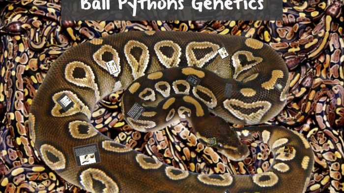 Ball Pythons Genetics by Melissa Renner on Prezi