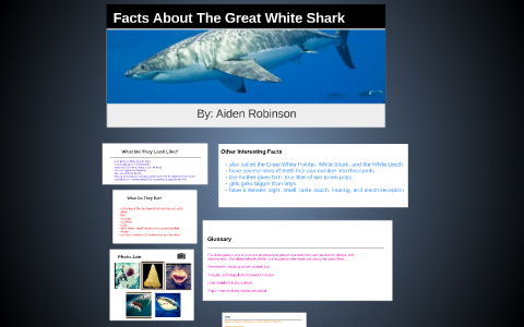 Facts about The Great White Shark by Olivia Carbajal on Prezi
