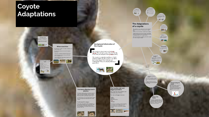 Coyote Adaptations by Daniel Lee on Prezi