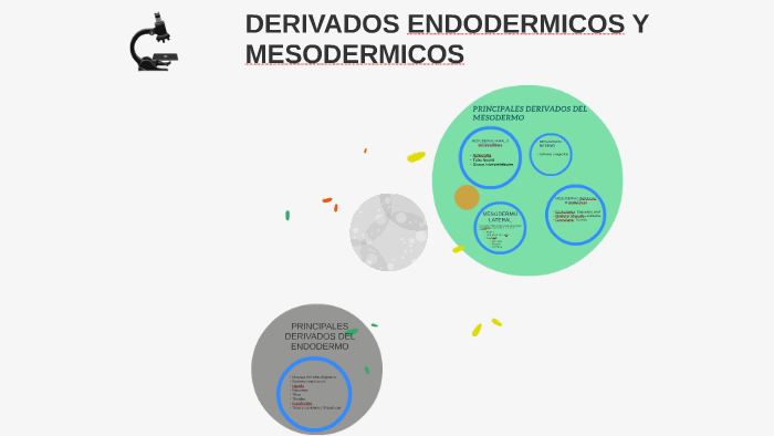 DERIVADOS ENDODERMICOS Y MESODERMICOS by Hogla Madai Moreno Iturbide on ...