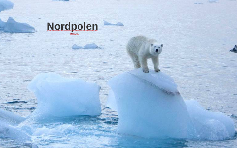 Nordpolen by Signe Sævareid on Prezi