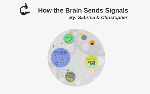 How the Brain Sends Signals by Sabrina Lam on Prezi