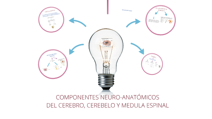COMPONENTES NEURO-ANATÓMICOS DEL SNC by Nancy Castro Núñez on Prezi