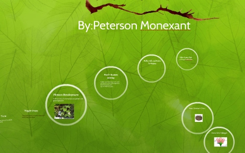 Life Cycle Of A Spinach by Green Class - RJH on Prezi