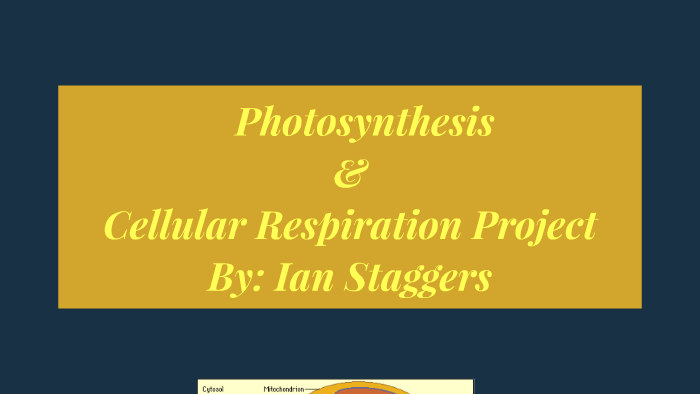Photosynthesis & Cellular Respiration Project by Ian Staggers on Prezi