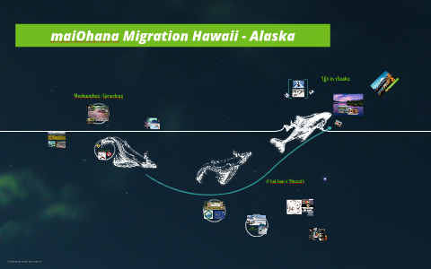 Hawaii - Alaska Migration by Maile Lavea-Malloe on Prezi