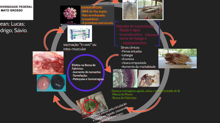 BIRNAVIRIDAE: by Sávio Villela on Prezi