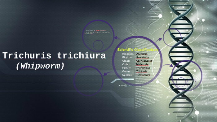 Trichuris trichiura by Yoongi Unnie