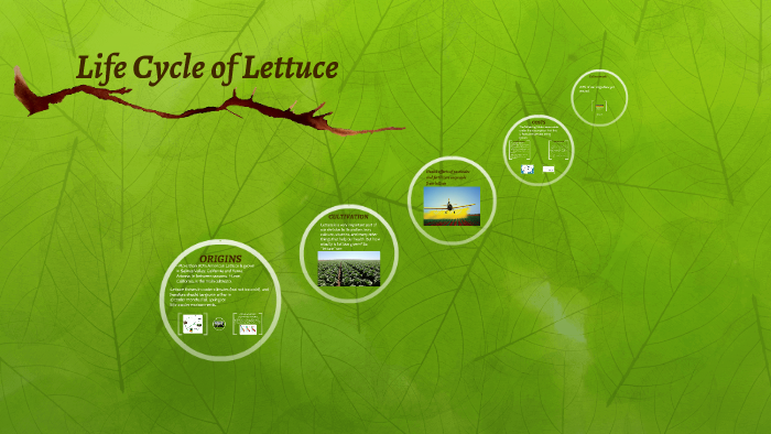 Life Cycle of Lettuce by on Prezi