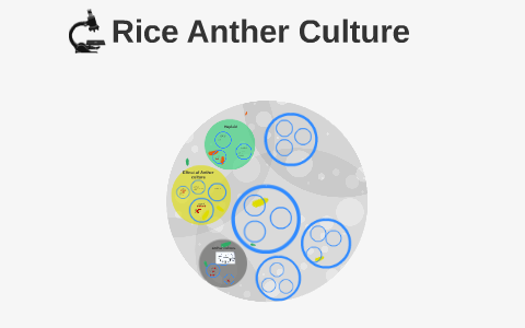 Rice Anther Culture by กะพี้ พี้จั่น on Prezi