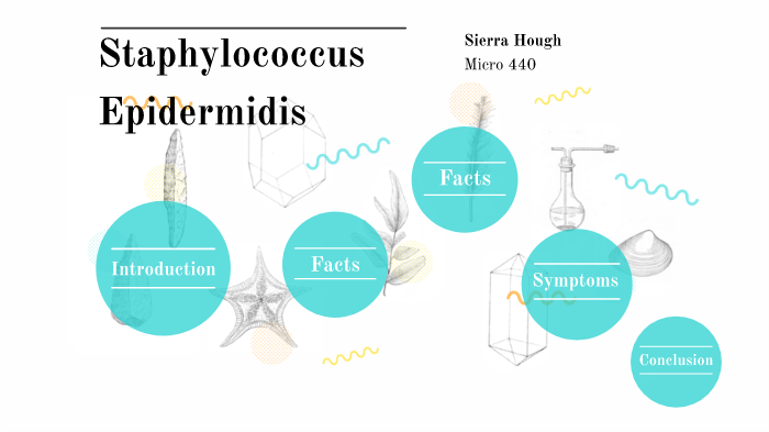 Staphylococcus Epidermidis by Sierra Hough on Prezi