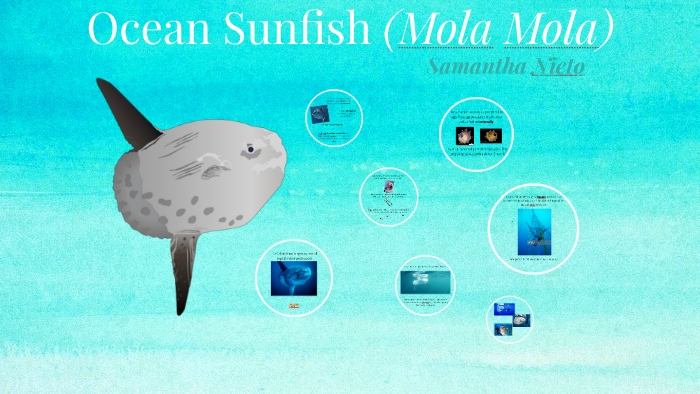 Ocean Sunfish (Mola Mola) by Sam Nieto on Prezi