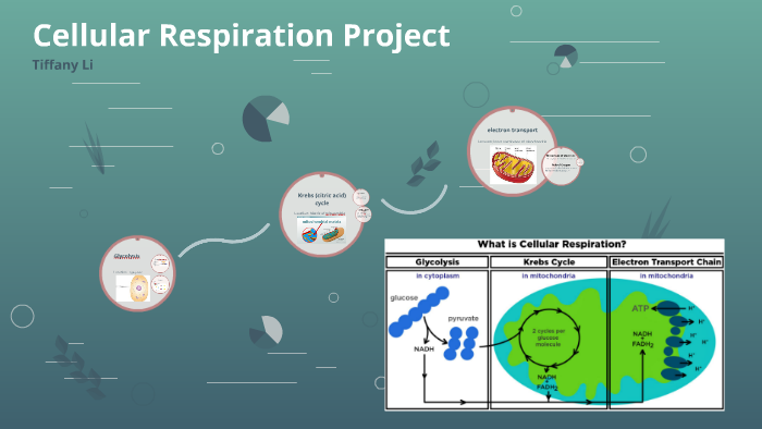 Cellular Respiration Project by Tiffany Li on Prezi