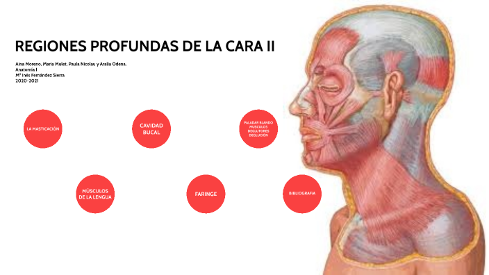 REGIONES PROFUNDAS DE LA CARA II by gracia mulet espina on Prezi